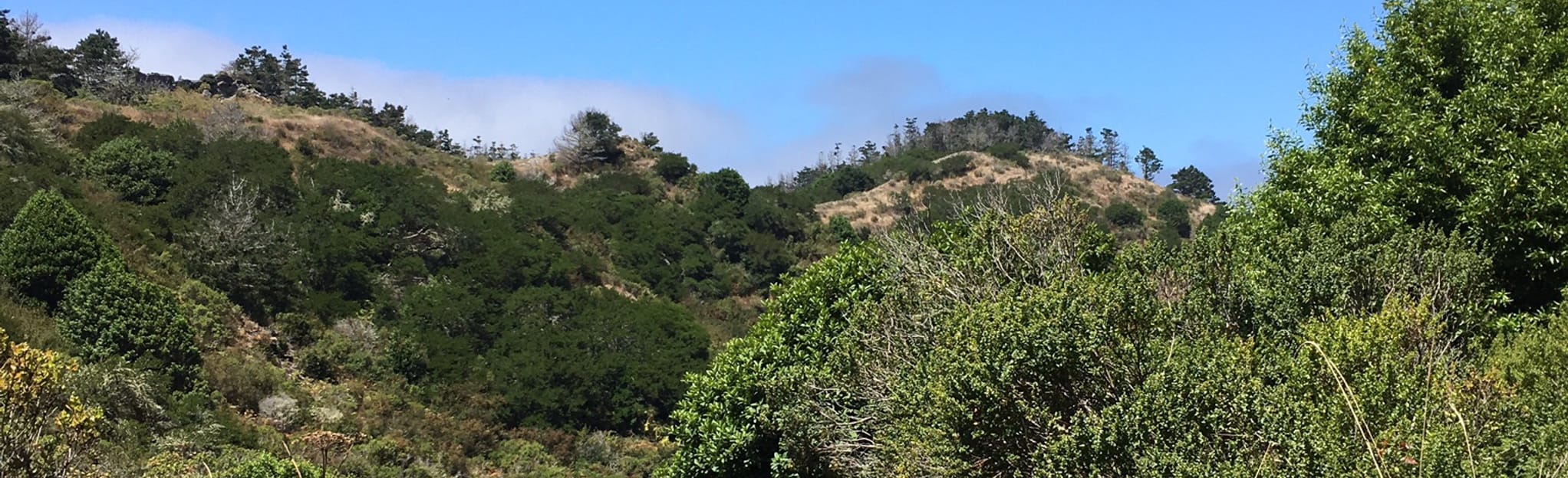 Laguna Trail and Coast Trail Loop: 1206 Reviews, Map - California ...