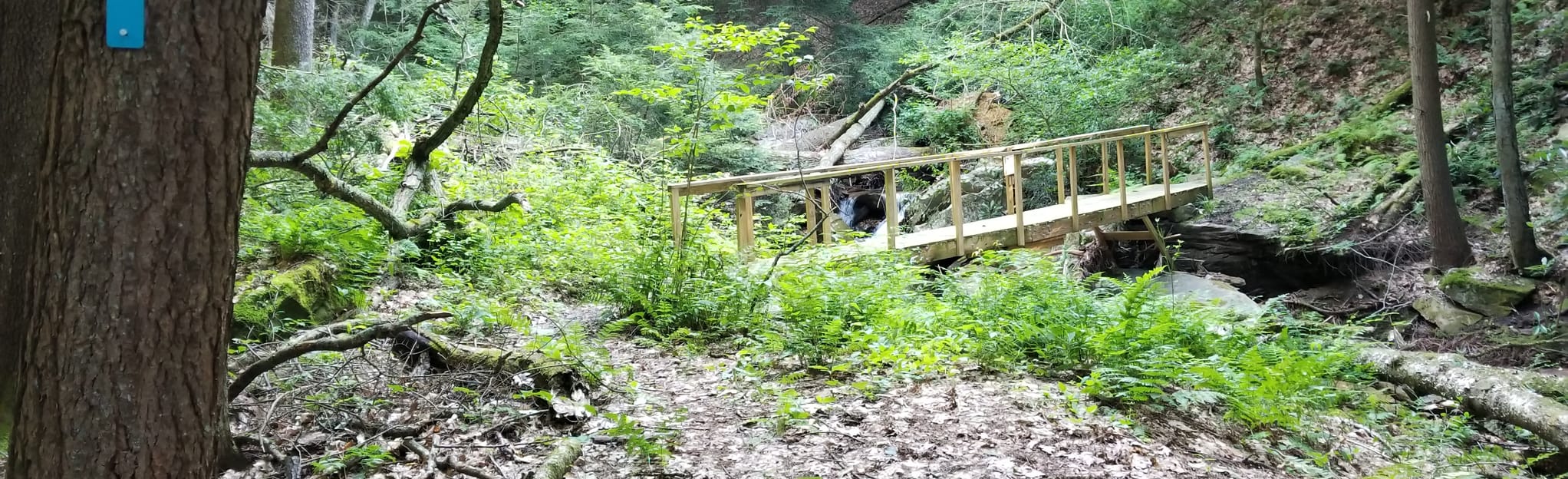 North Country Trail: Highland Drive to Watson Run, Pennsylvania - 51 ...