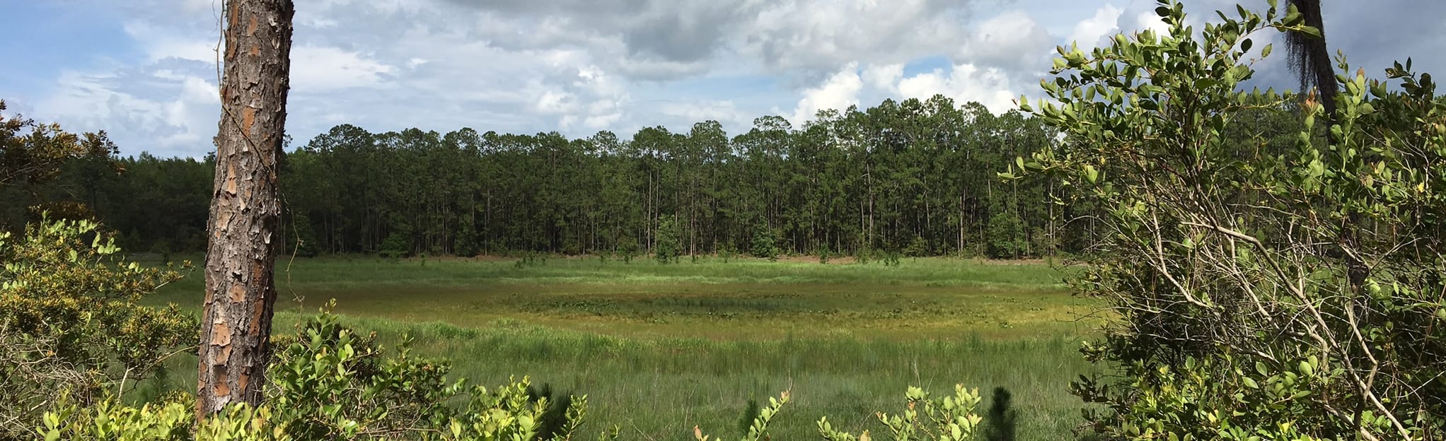 Buck Lake Loop via Florida Trail, Florida - 152 Reviews, Map | AllTrails