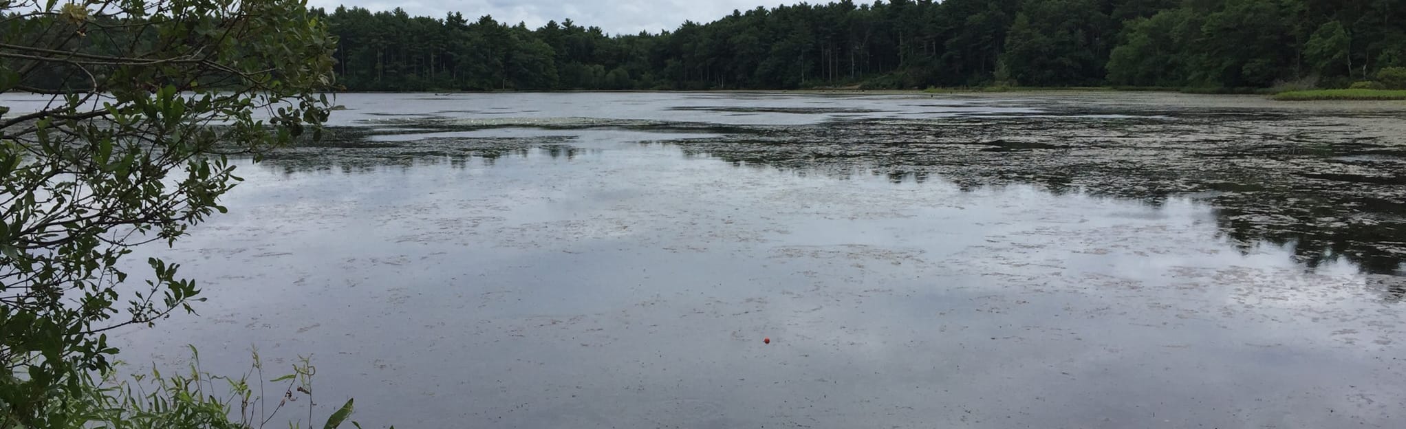 Pine Lake Loop Trail, Massachusetts - 207 Reviews, Map | AllTrails