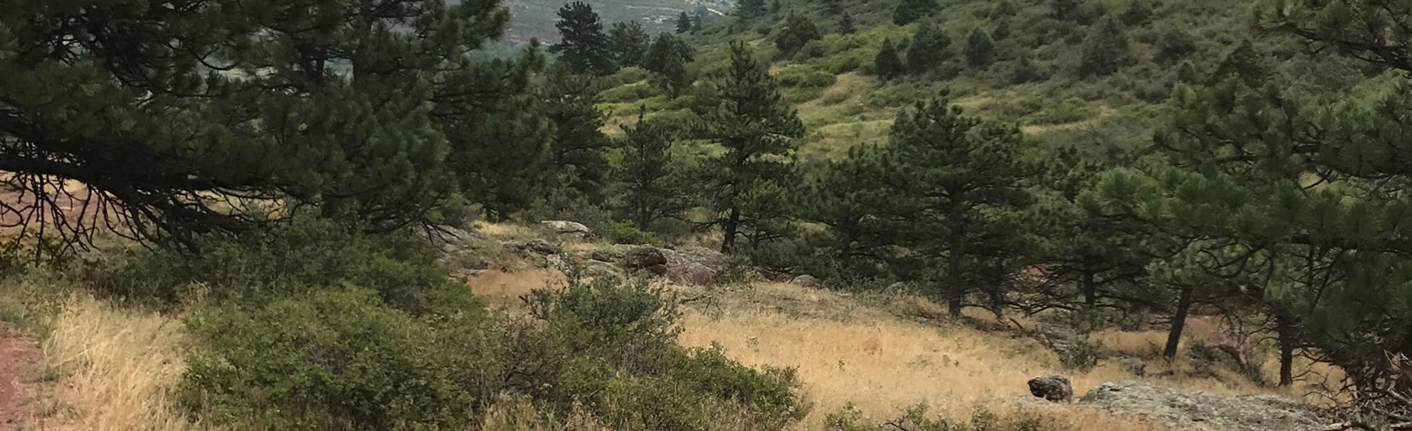 Antelope Trail, Colorado - 101 Reviews, Map | AllTrails