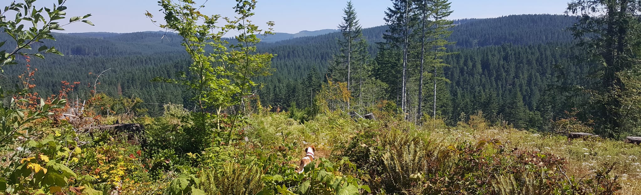 University Falls via Nels Rogers and Wilson River Wagon Road Loop ...