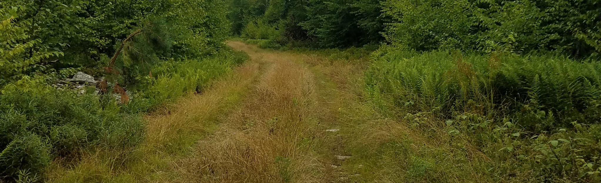 Summit Trail along White Deer Ridge: 30 foto - Pennsylvania | AllTrails