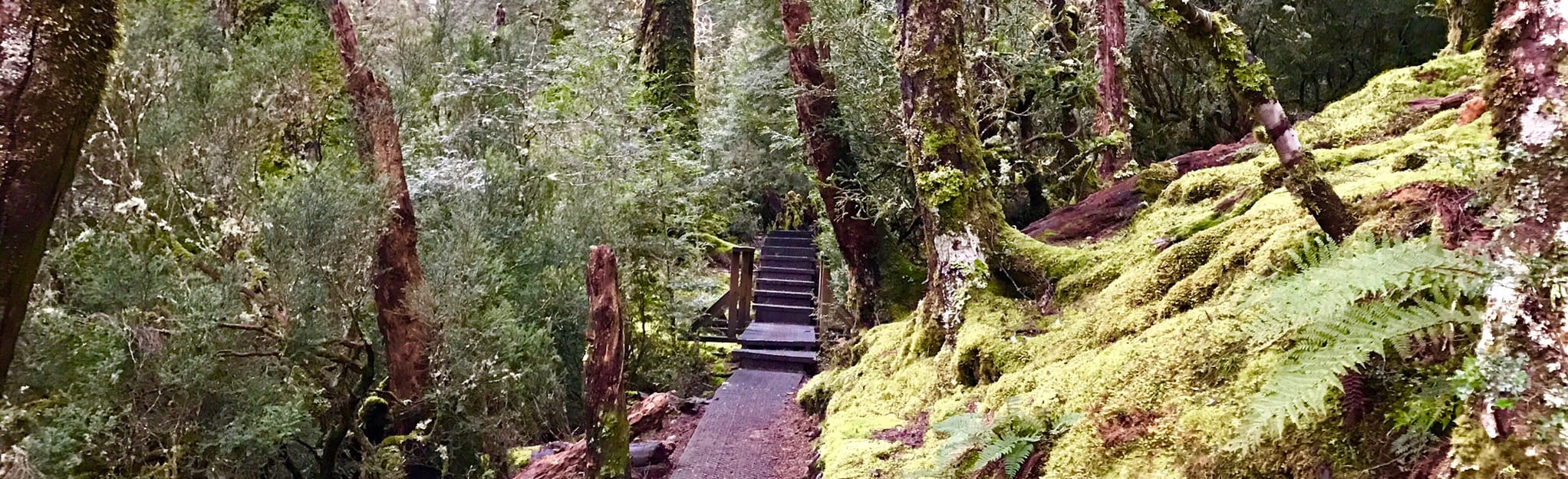 King Billy Pine Lookout Track | Map, Guide - Tasmania, Australia ...