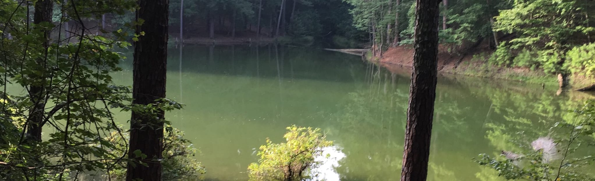 Sweetgum Loop Trail: 1,001 Reviews, Map - Georgia | AllTrails