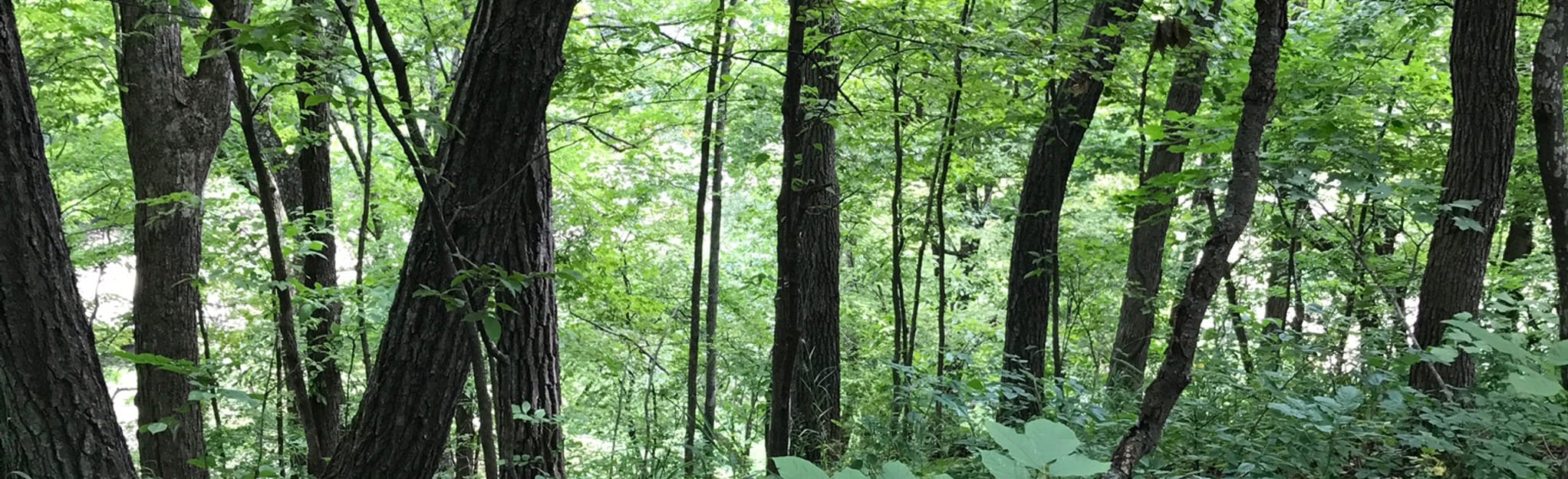 Sunset Nature Trail, Illinois - 21 Reviews, Map | AllTrails