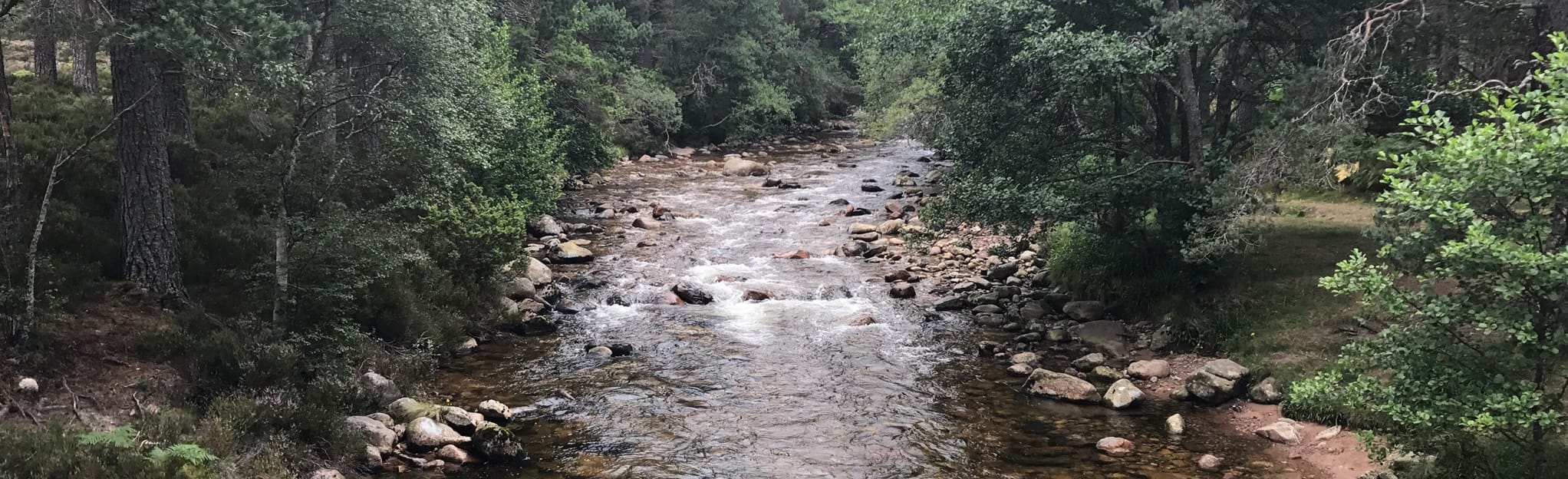 Rothiemurchus Forest Circular: 192 Reviews, Map - Highlands, Scotland ...