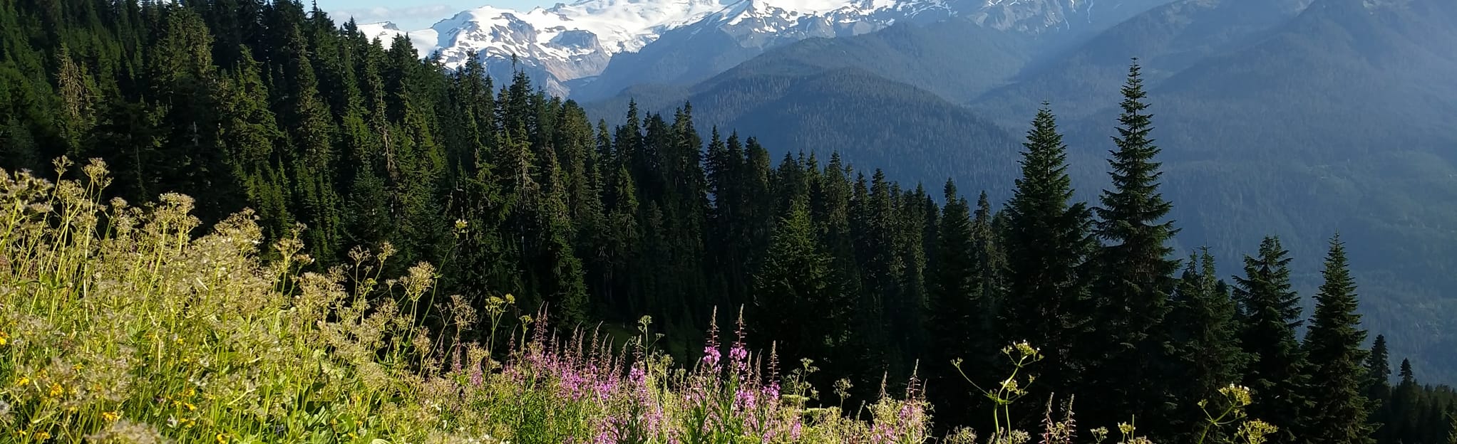 Excelsior Pass Trail, Washington - 532 Reviews, Map | AllTrails