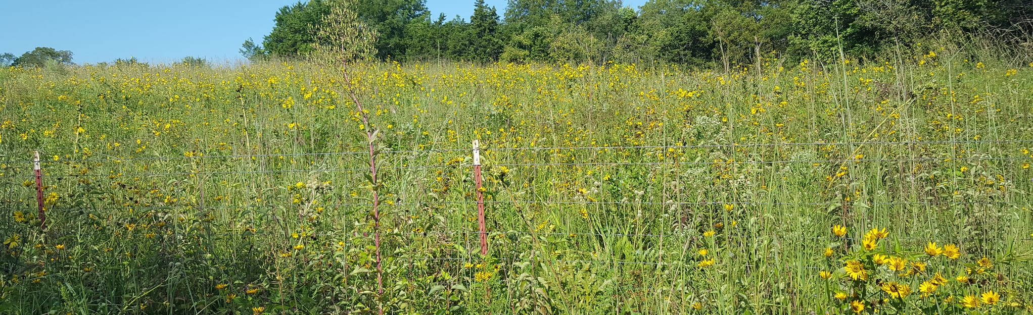 Prairie Center Nature Reserve Loop, Kansas - 356 Reviews, Map | AllTrails