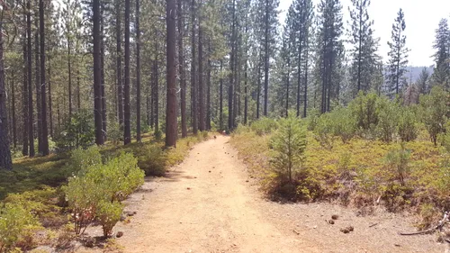 2023 Best 10 Long Trails in Pollock Pines | AllTrails