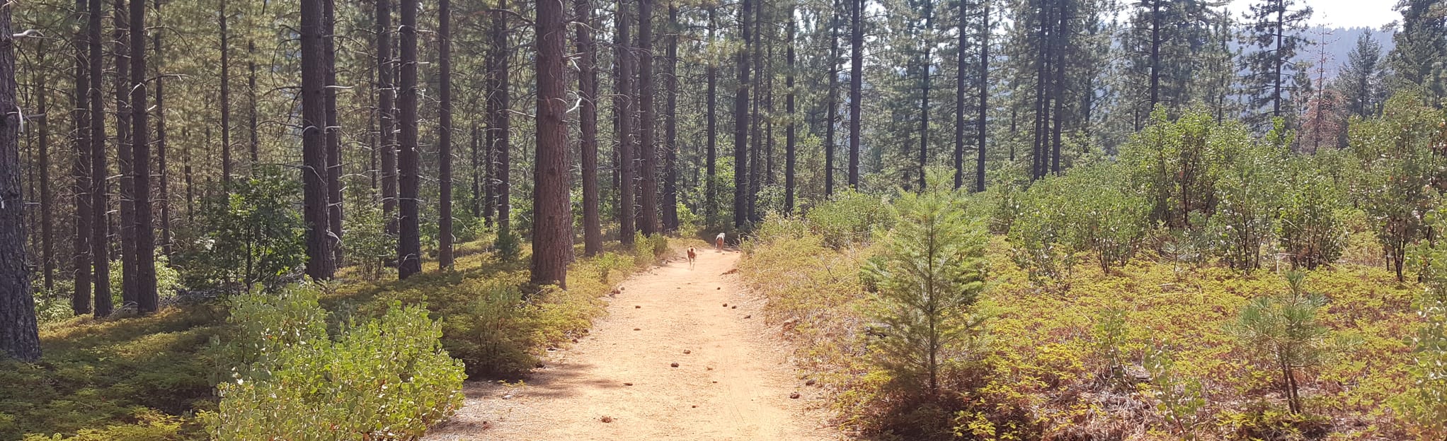 Fleming Meadow Trail 8, California - 189 Reviews, Map | AllTrails