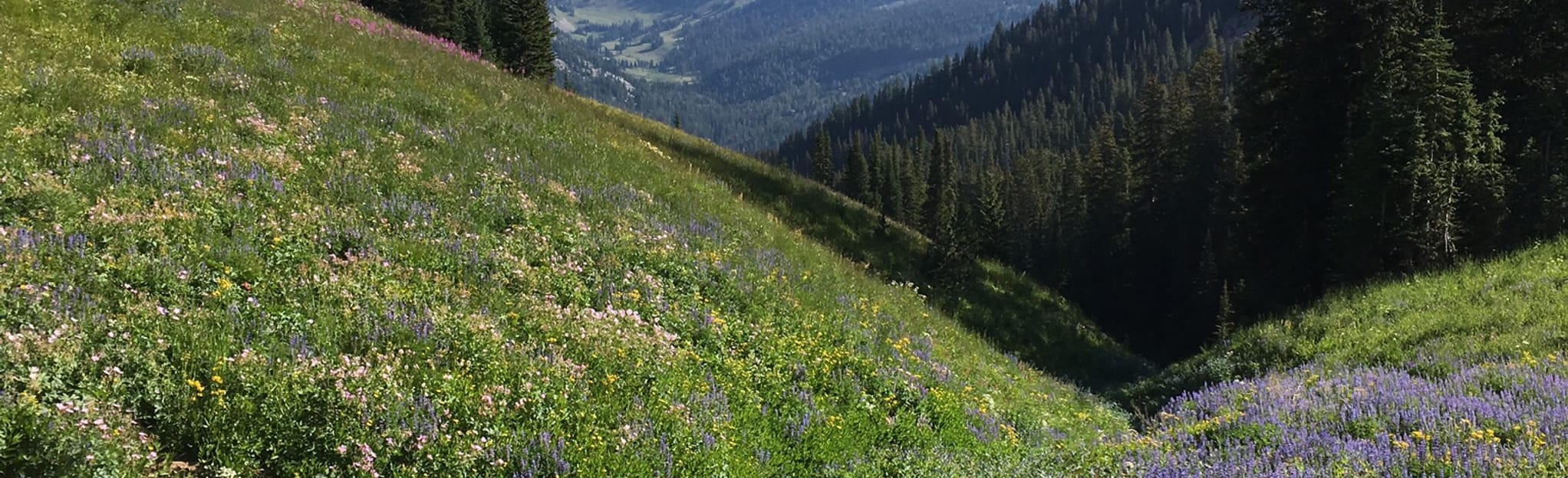 Moose Meadows Trail, Wyoming - 16 Reviews, Map | AllTrails