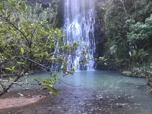 10 Best Waterfall Trails in Waitakere Ranges Regional Park | AllTrails