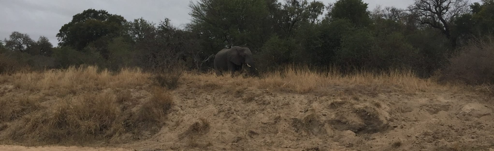 Timbavati Scenic Drive, Limpopo, South Africa - Map, Guide | AllTrails