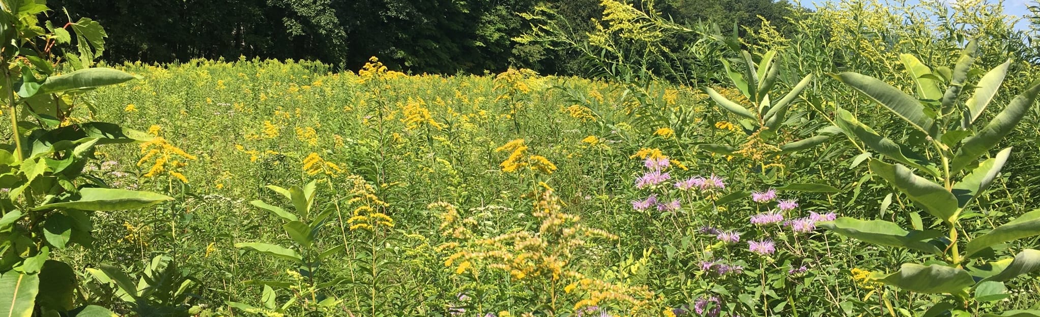 Jug End Road, Massachusetts - 410 Reviews, Map | AllTrails