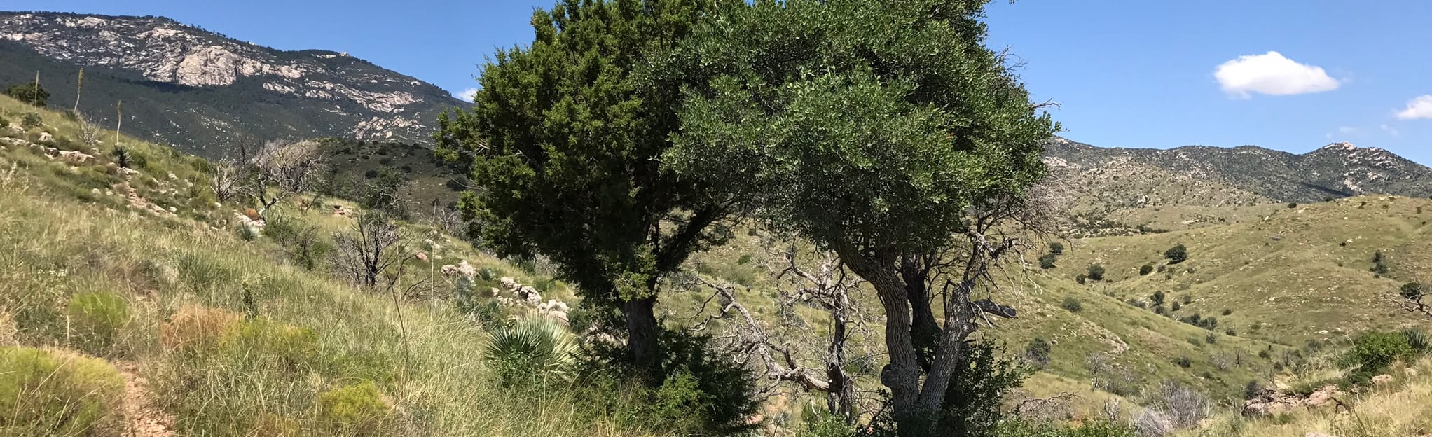 Manning Camp Trail, Arizona - 33 Reviews, Map | AllTrails