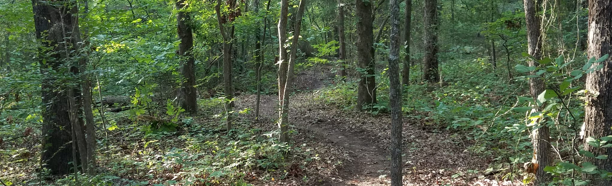 Waterloo Woodlands Loop, Texas - 13 Reviews, Map | AllTrails