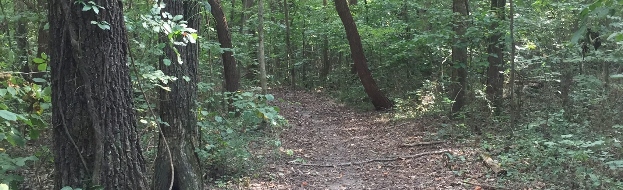 Holly Ridge Conservation Area, Missouri - 29 Reviews, Map | AllTrails