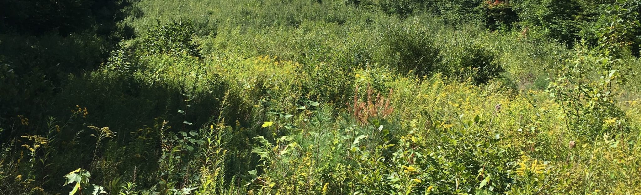 Chandler Reservation Woods Walk Trail, New Hampshire - 21 Reviews, Map ...