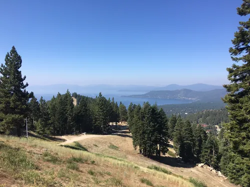2023 Best 10 Wild Flowers Trails in Incline Village-Crystal Bay | AllTrails