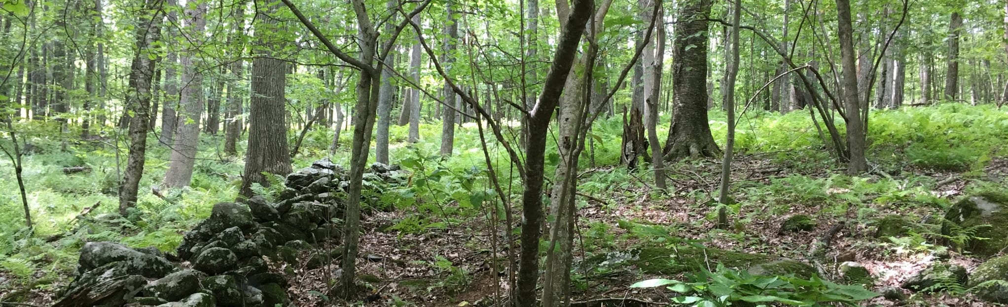 Case Mountain Loop: 80 Reviews, Map - Connecticut | AllTrails