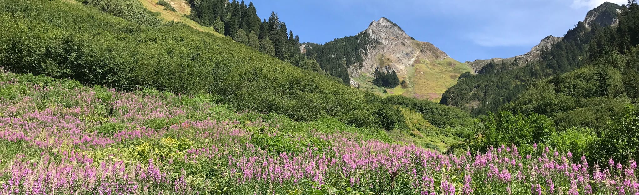 Hidden Lake Lookout: 1,835 Reviews, Map - Washington | AllTrails
