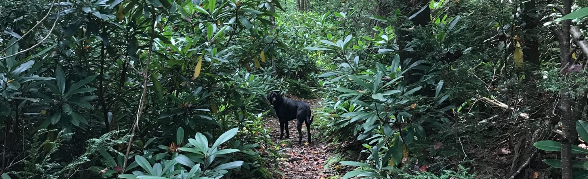 Lindy Run Trail, West Virginia - 19 Reviews, Map | AllTrails