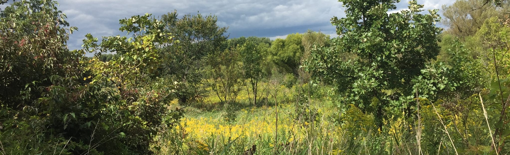 Blackhawk Springs and Oak Ridge Forest Preserve Trail: 143 Reviews, Map ...