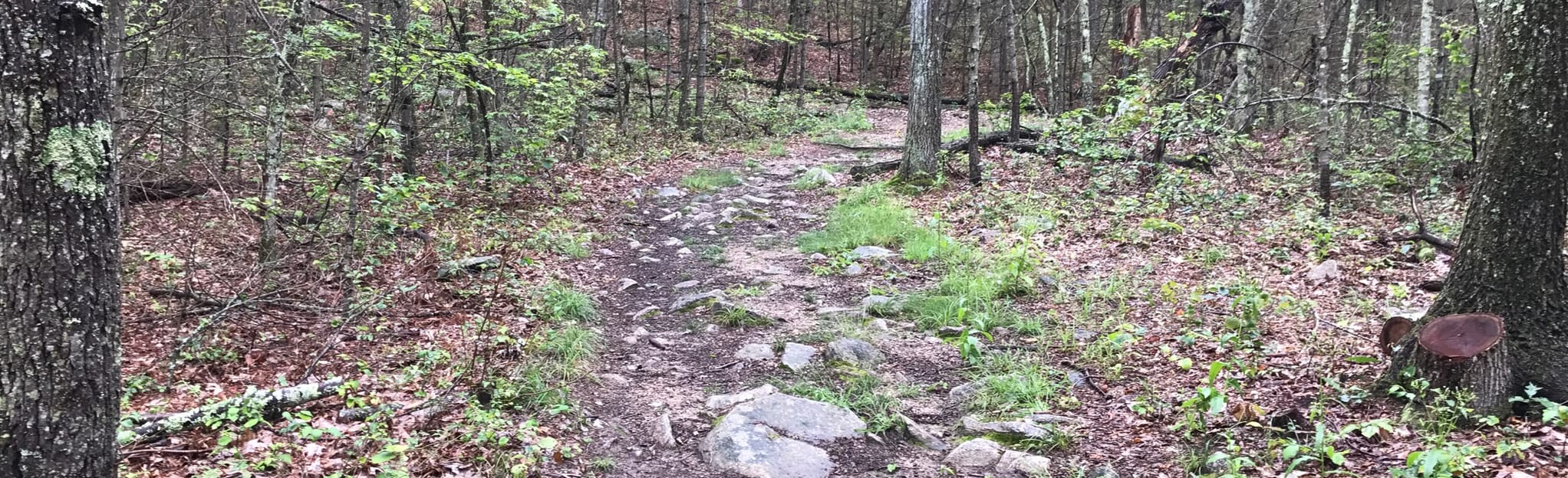 Tri State Marker Loop, Connecticut - 425 Reviews, Map | AllTrails