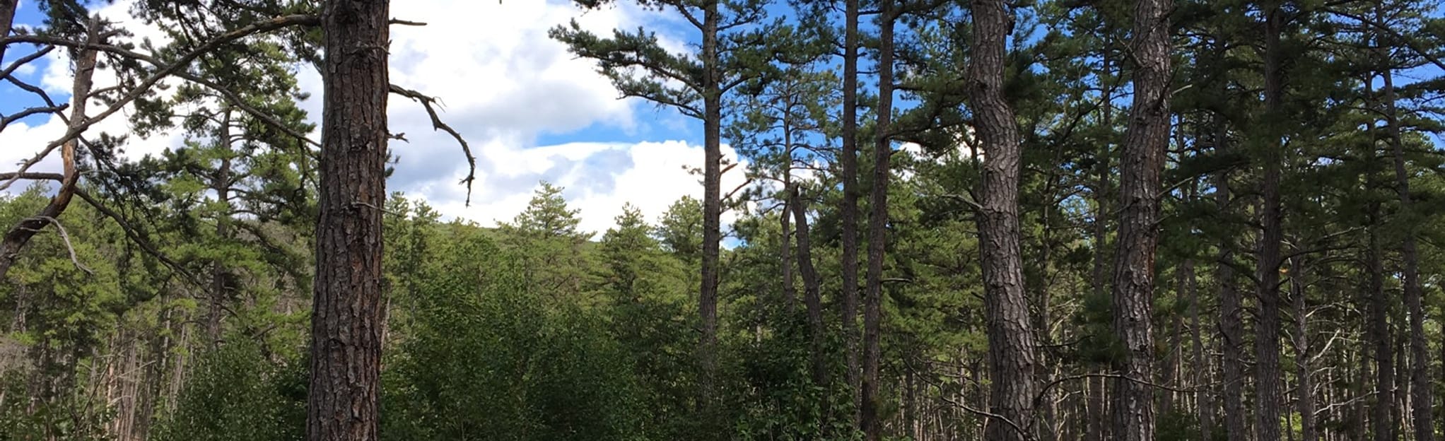Goodwin Town Forest Loop, New Hampshire - 13 Reviews, Map | AllTrails