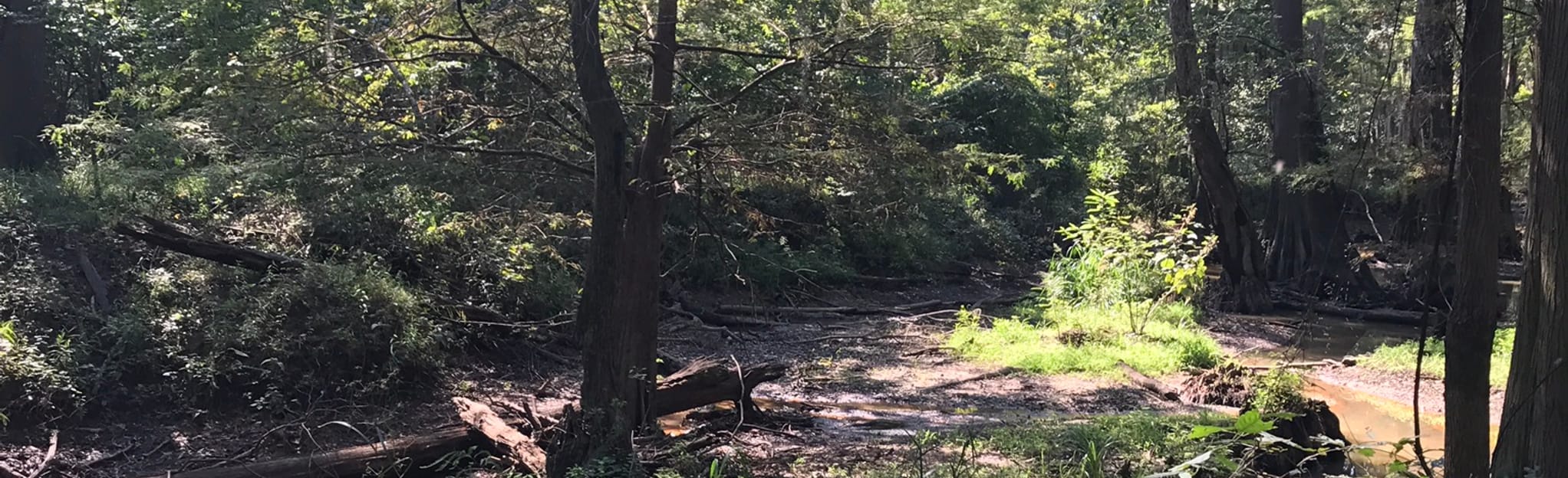 Ross Barnett Reservoir: 38 Reviews, Map - Mississippi | AllTrails