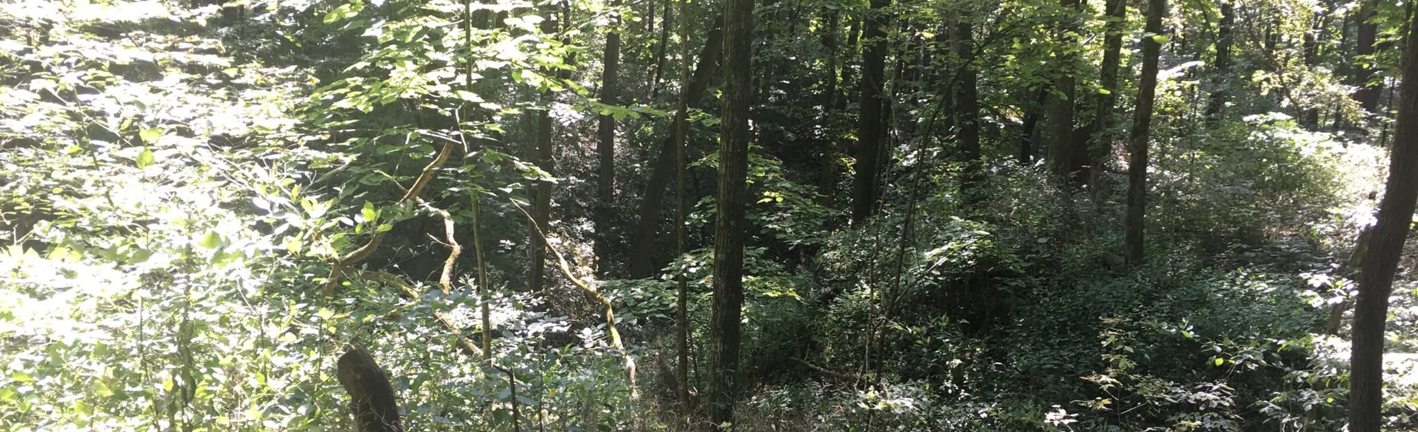 Red Squirrel Trail, Illinois - 80 Reviews, Map | AllTrails