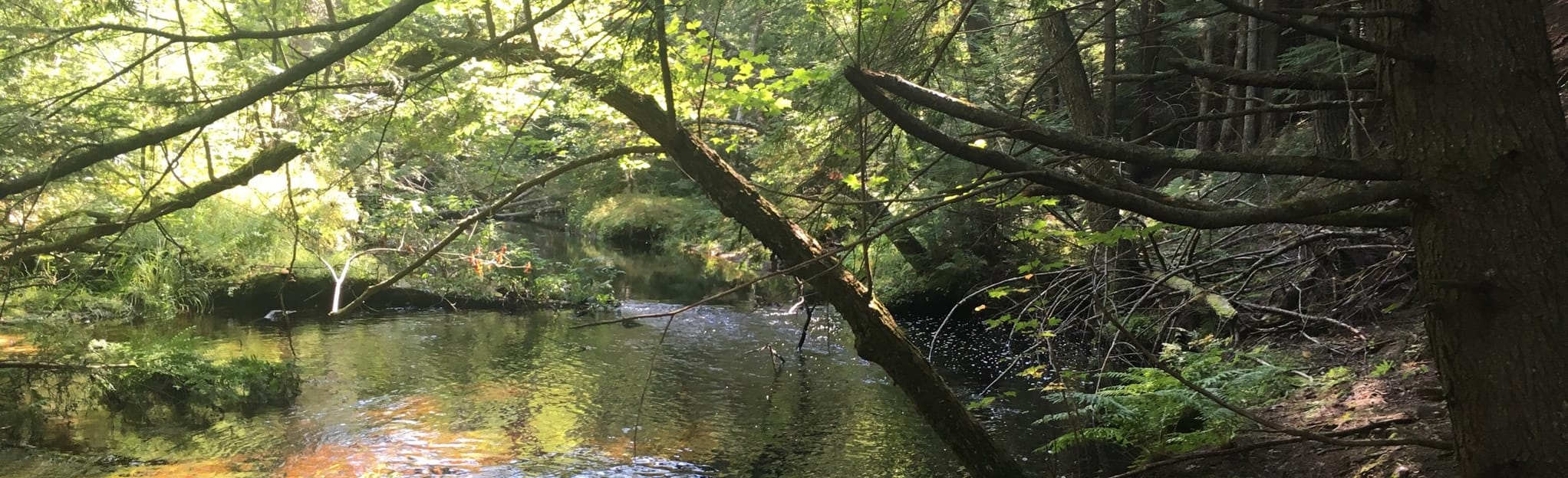 Bear Brook, Cascade, Sentinel PIne, Hayes Farm, Big Bear Loop: 282 ...