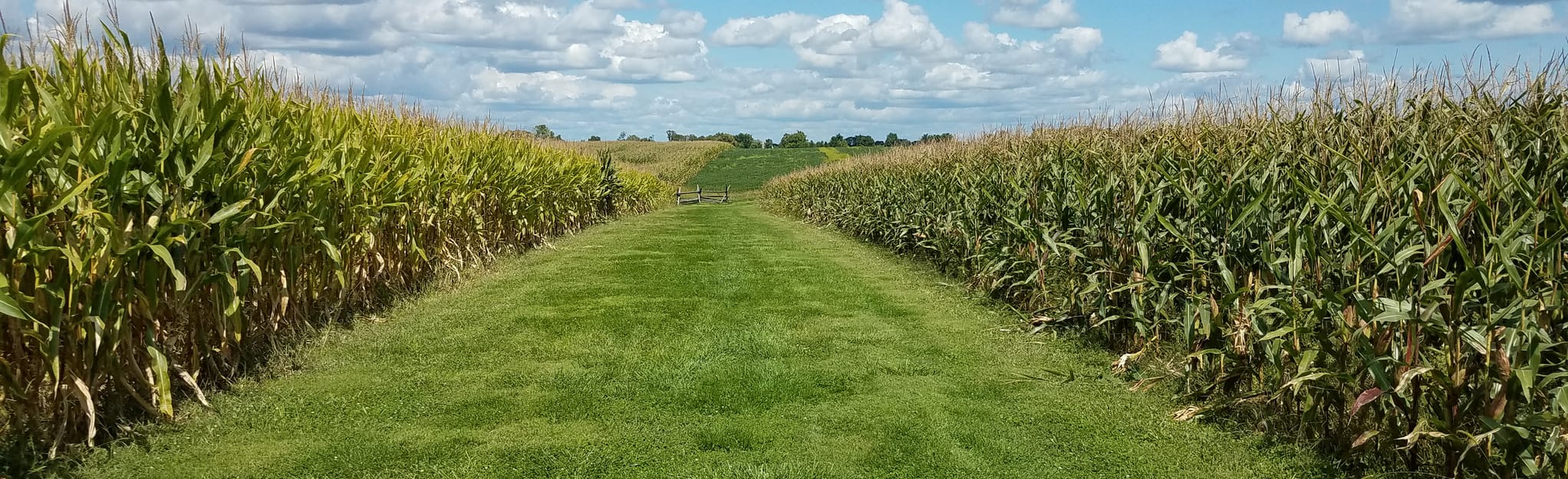 Cornfield Trail, Maryland - 91 Reviews, Map | AllTrails