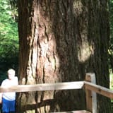 Doerner Fir Trail, Oregon - 21 Reviews, Map | AllTrails