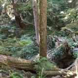 Doerner Fir Trail, Oregon - 29 Reviews, Map | AllTrails
