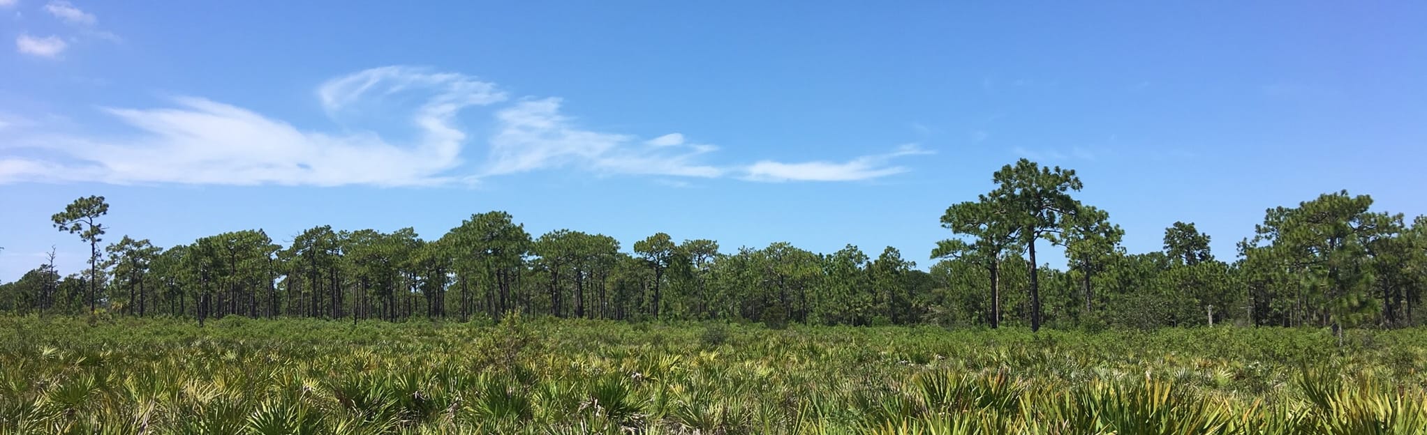 Golden Aster Preserve Red Loop | Map, Guide - Florida | AllTrails