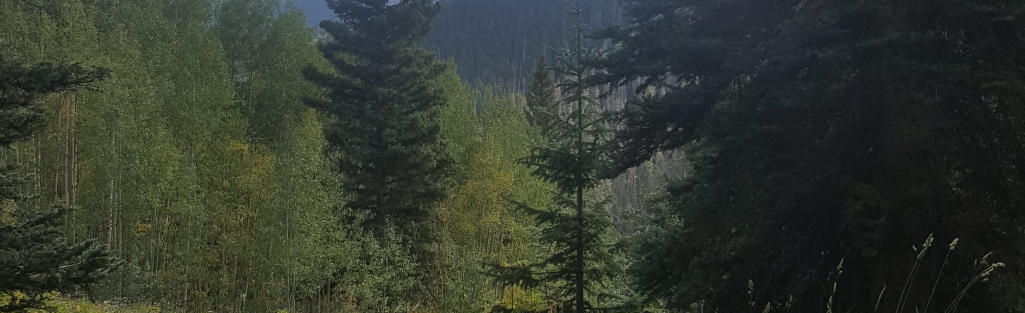 Gold Run Trail, Colorado - 10 Reviews, Map | AllTrails