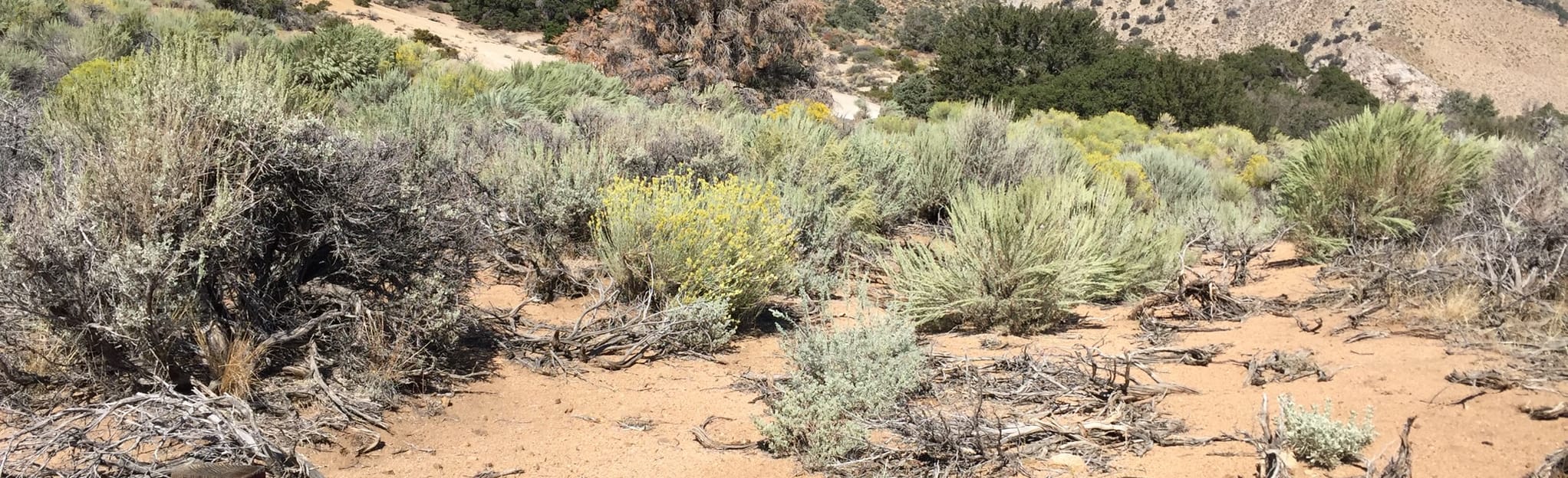 Olancha Peak: 37 Reviews, 96 Photos, Map - California | AllTrails