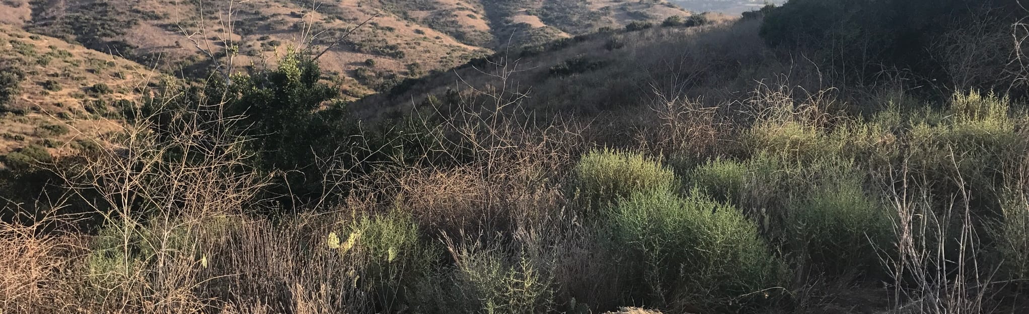 Anaheim Hills, Barham Ridge and Mountain Goat, Hawk, Oak - California ...