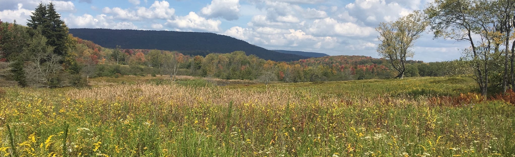 Middle Ridge Trail, West Virginia - 201 Reviews, Map | AllTrails