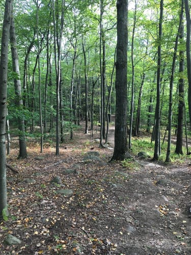 Best 10 Hikes and Trails in Meshomasic State Forest | AllTrails