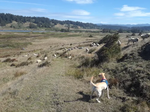Best Hikes and Trails in Cape Blanco State Park | AllTrails