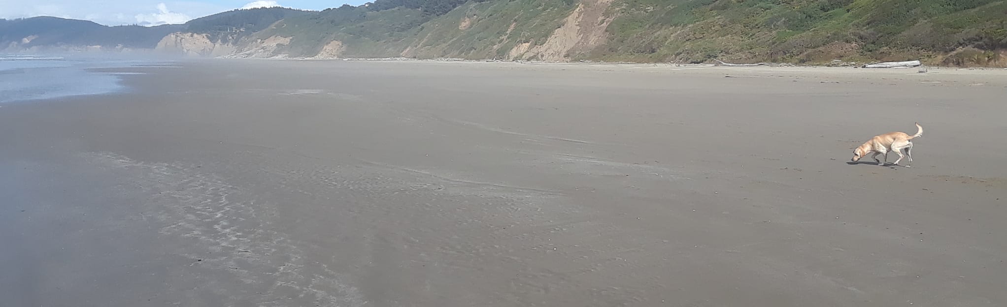 Seven Devils Beach, Oregon - 24 Reviews, Map | AllTrails