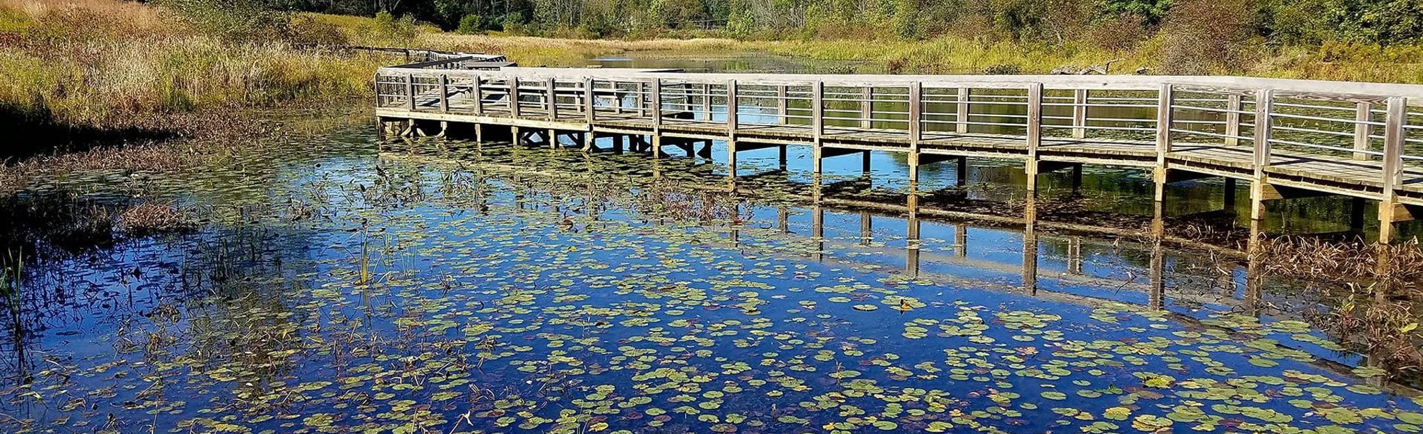 Wetland, Pine Forest and Red Bud Loop: 91 Reviews, Map - Ohio | AllTrails