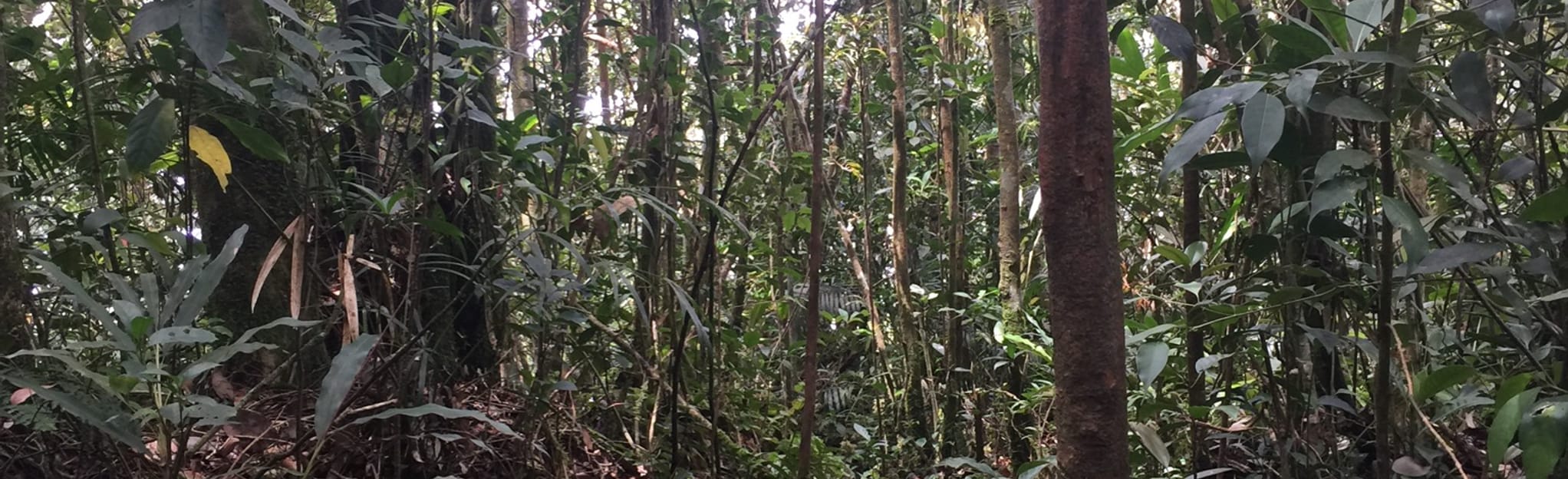 Mount Liang East: 26 Reviews, Map - Perak, Malaysia | AllTrails