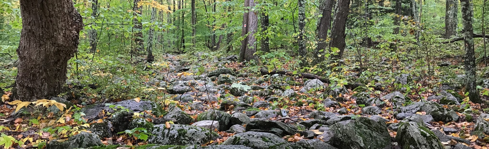 AllTrails | Silver Mine Trail: 28 Reviews, Map - New Jersey