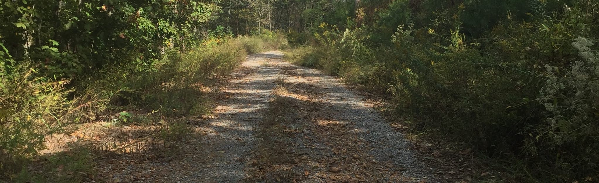 Pinhoti - Dug Gap to Snake Creek Gap - Georgia | AllTrails