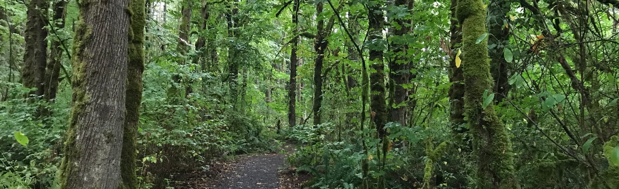 Maple Ridge Trail, Oregon - 103 Reviews, Map | AllTrails