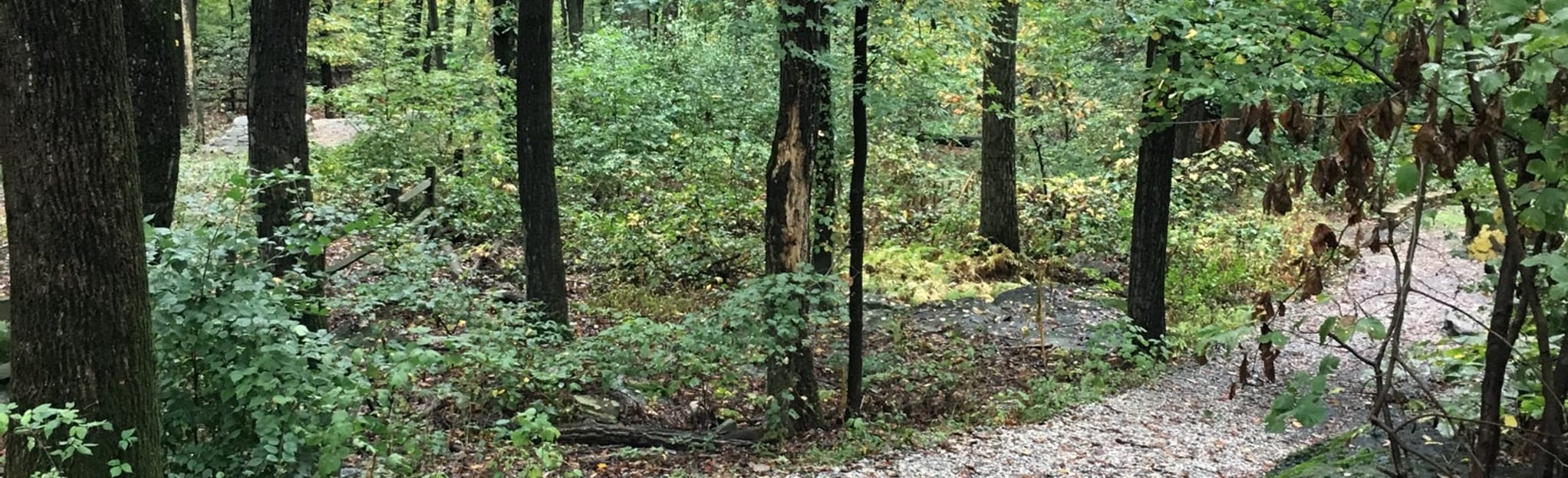 Rocky Ridge Trail 8 to Trail 4 Loop: 159 Reviews, Map - Pennsylvania ...